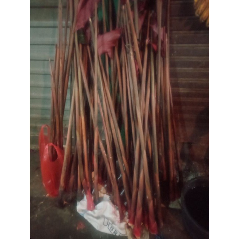 Jual Rias Batang ( Besar ) | Shopee Indonesia