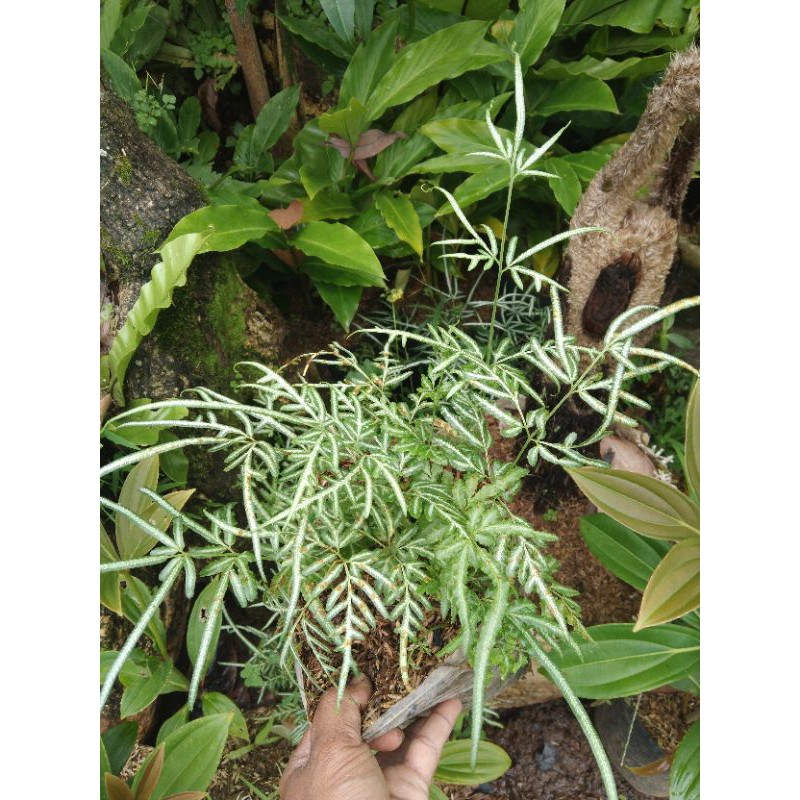 Jual tanaman pakis variegata/pakis putih/silver Lace fern/pakis pteris ...