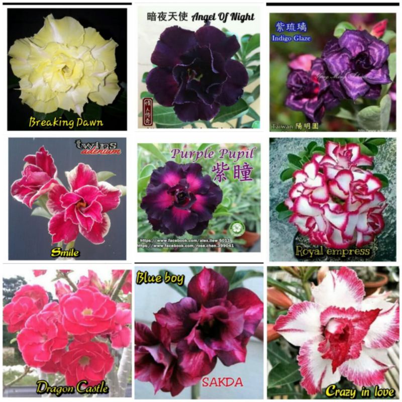 Jual paket 5 pot adenium bunga tumpuk aneka warna | Shopee Indonesia