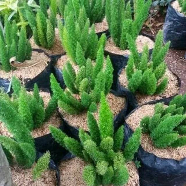 Jual Pohon Ekor tupai mini | Shopee Indonesia