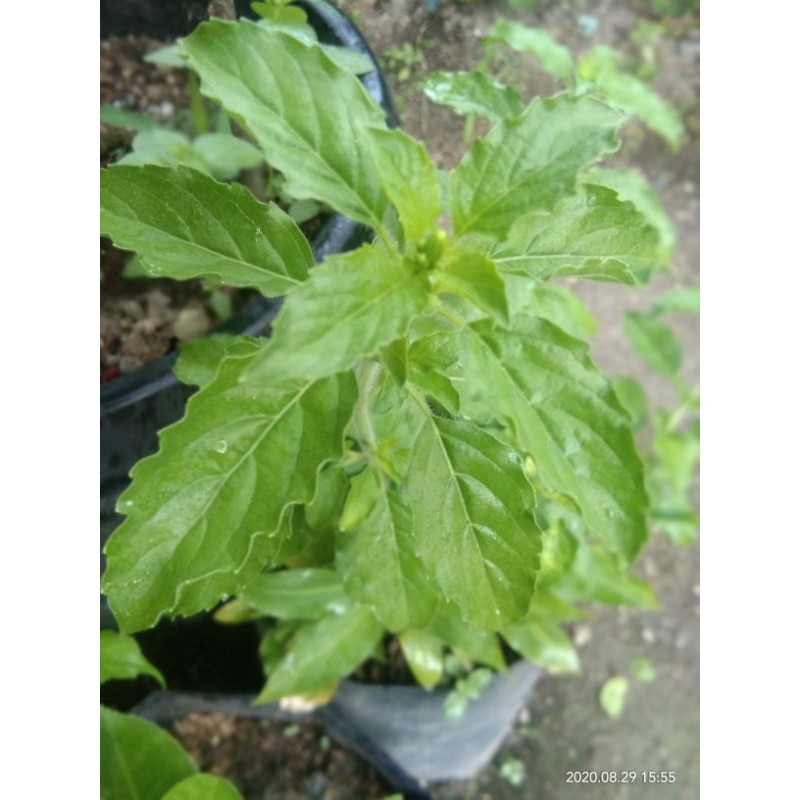 Jual DAUN RUKU - RUKU | Shopee Indonesia