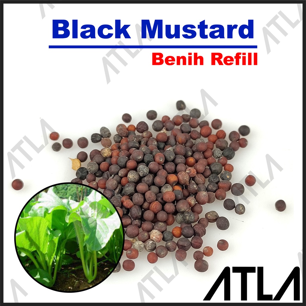 Jual Benih Black Mustard Biji Sawi Hitam Bibit Tanaman Sayur Sayuran ...