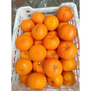 Jual BUAH JERUK MANDARIN WOKAM FRESH JERUK WOGAN MANIS JUICY GROSIR 1 ...
