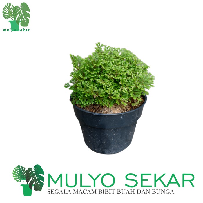 Jual Tanaman hias lumut ambon - tanaman gantung ande-ande lumut ambon ...