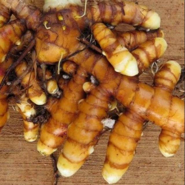 Jual Kunyit temulawak 1kg basah/segar temu lawak Curcuma | Shopee Indonesia
