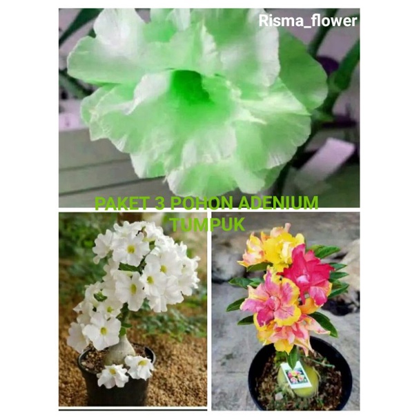 Jual PROMO!! 3 POHON ADENIUM BUNGA TUMPUK ( HIJAU MELON - WHITE - 3 ...
