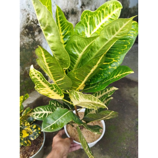 Jual tanaman hias bunga puring koleksi langka berkualitas bunga puring ...