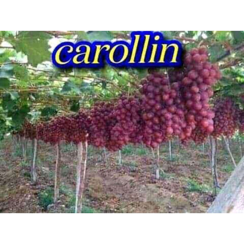 Jual bibit anggur Carolline benih tanaman buah bisa untuk tabulampot ...
