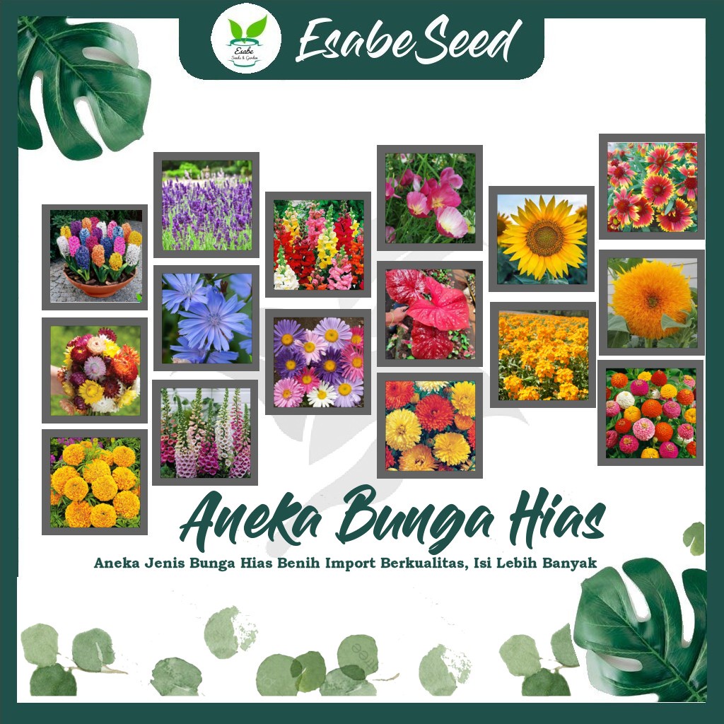 Jual Aneka Benih Biji Bibit Bunga Tanaman Bunga Hias Matahari Mawar ...