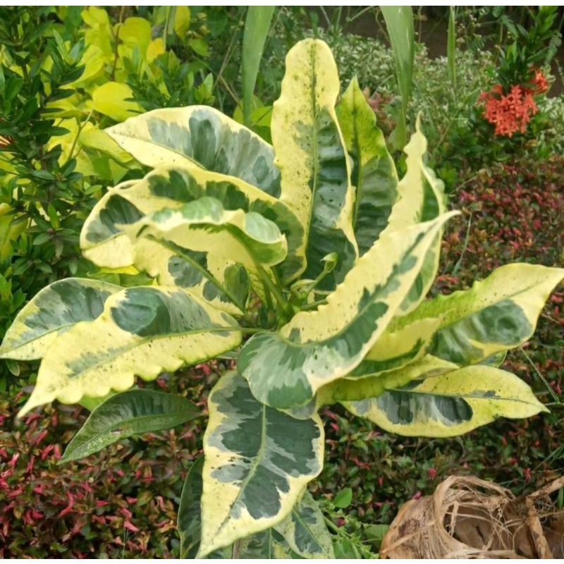 Jual Puring Susu Putih Hijau Bersih Cantik Tanaman Hias Puring Segar ...