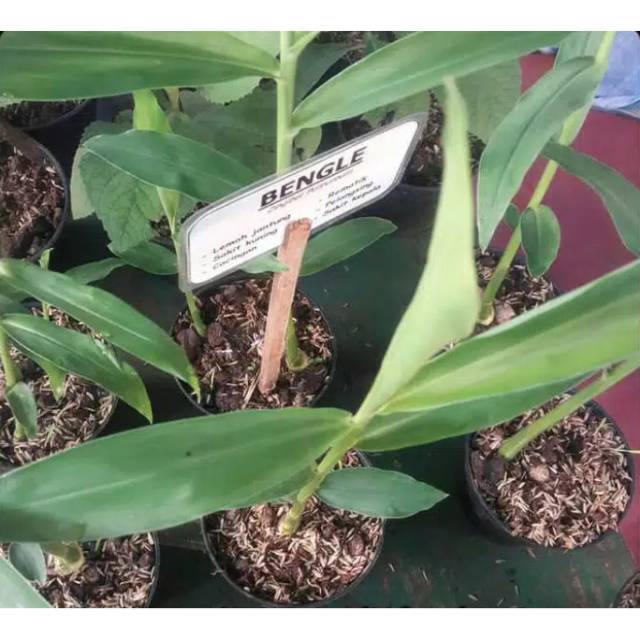 Jual tanaman herbal bangle bengle panglai pohon obat rempah Landscape ...