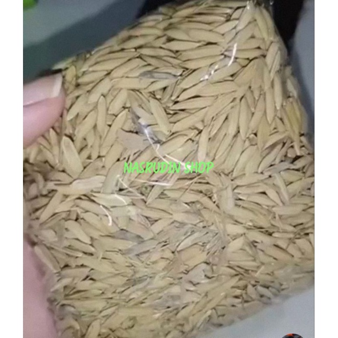Jual PADI LADANG SAWAH | PADI KERING | BIJI PADI UTUH | BIJI PADI ...