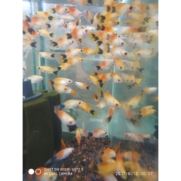 Jual ikan molly caroline / molly mickey mouse / platy caroline | Shopee ...