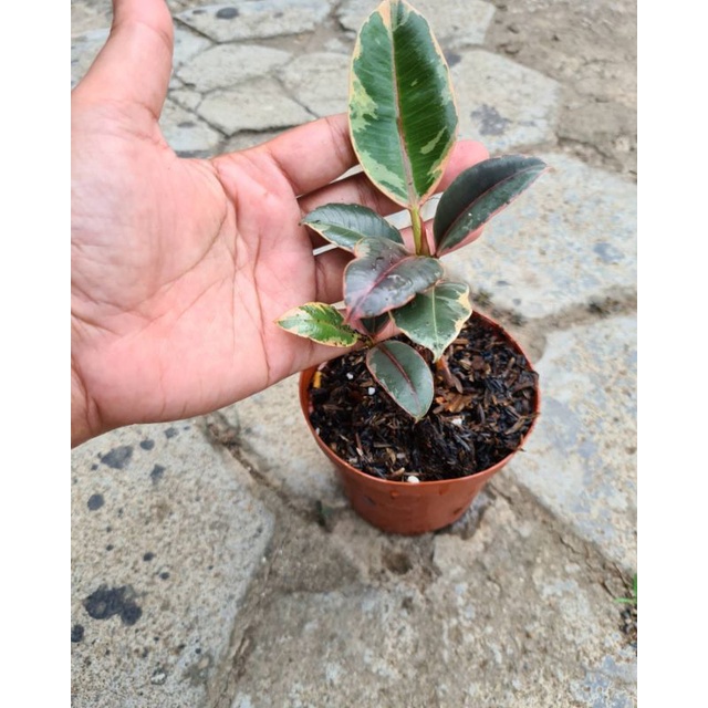 Jual ficus elastica red ruby | Shopee Indonesia