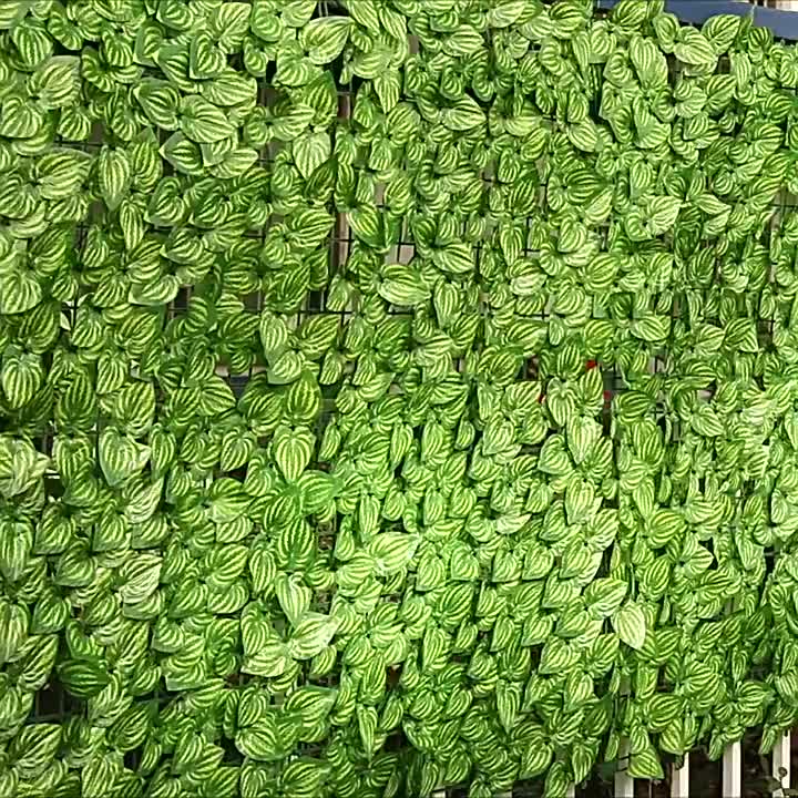 Jual [Termurah-COD] 50*300cm/100*300cm Daun sintetis, daun plastik ...