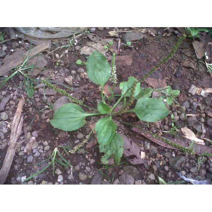 Jual Pusat Benih Tanaman. Pohon Daun Sendok (Plantago Major) Bibit ...