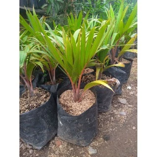 Jual Pohon Botol Terlengkap & Harga Terbaru Mei 2024 | Shopee Indonesia