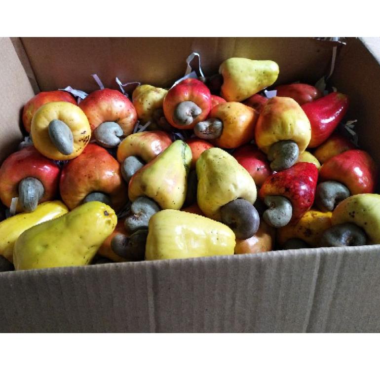 Jual Modern.. JAMBU METE/JAMBU MONYET/MONENG/JAMBU MEDE SEGAR IEM ...