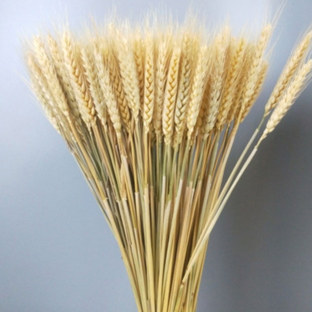 Jual ECER 10TANGKAI Padi Kering Artificial - Padi Kerajinan Tangan A001 ...