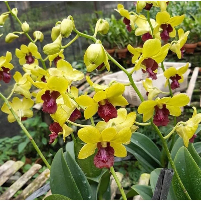 Jual Anggrek Dendrobium Bunga Kuning / Tong Cai Dewasa Spike | Shopee ...
