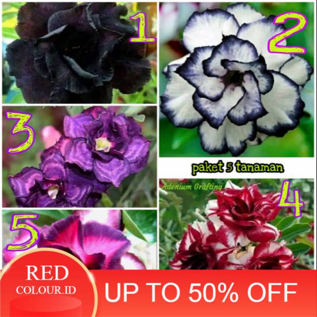 Jual Paket 5 tanaman bibit adenium bunga tumpuk berbagai jenis bunga ...