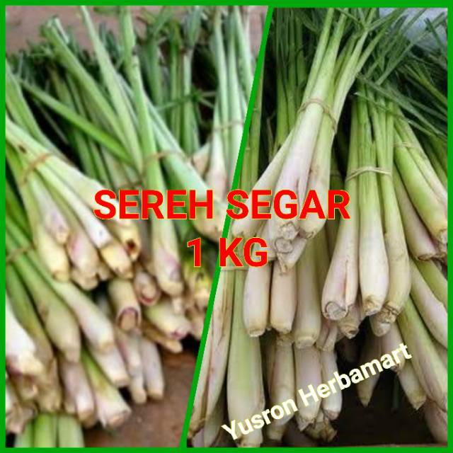 Jual BATANG SERAI SEREH SEGAR 1 KG | Shopee Indonesia