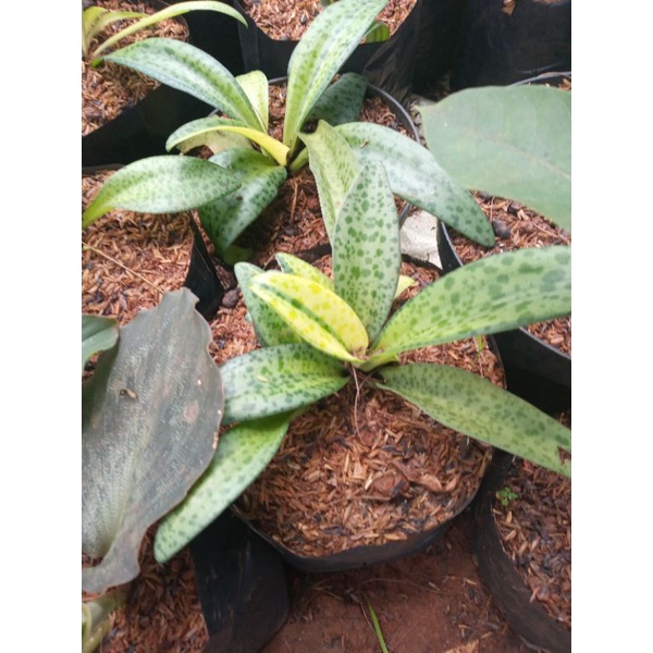 Jual TANAMAN LIDAH KATAK VARIEGATA GOLDEN | Shopee Indonesia