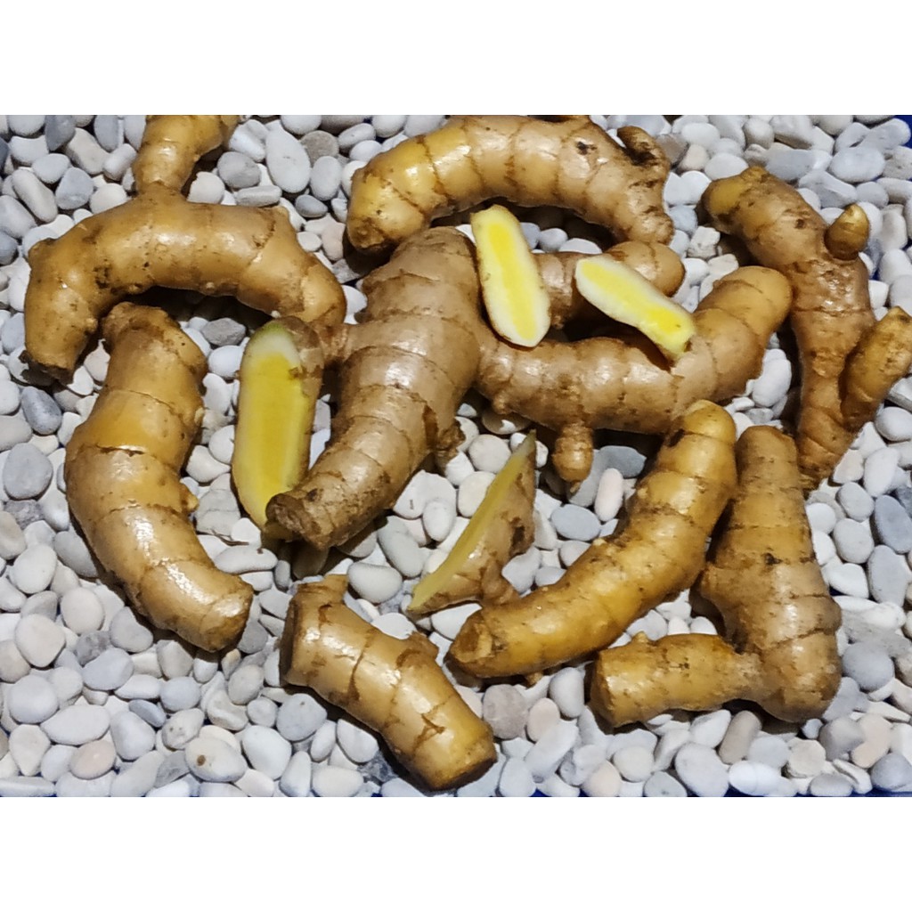 Jual Temu Mangga Segar Alami 1kg (Curcuma mangga Val) | Shopee Indonesia