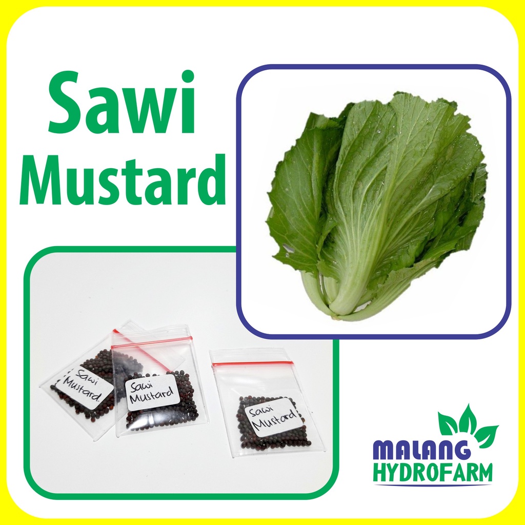 Jual Benih Sawi Mustard Unggulan berkualitas biji bibit hydroponik ...