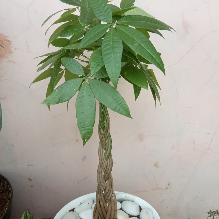 Jual tanaman hias pachira kepang 9 - pohon pacira kepang 9 - money tree ...