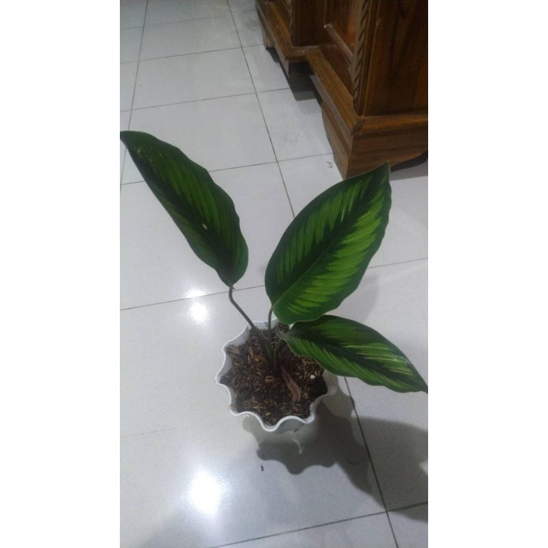 Jual calathea dan diffen | Shopee Indonesia