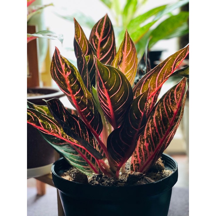 Jual Aglaonema Red Sumatra / Aglonema Pride Of Sumatera | Shopee Indonesia