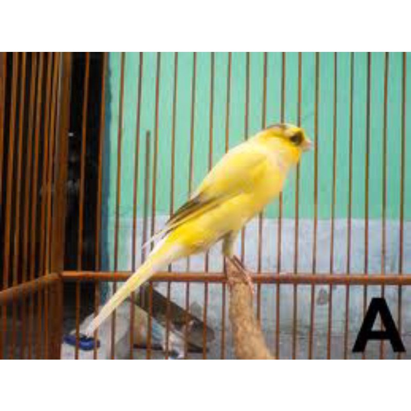 Jual Burung kenari f1 ys bahan jantan riwikan | Shopee Indonesia