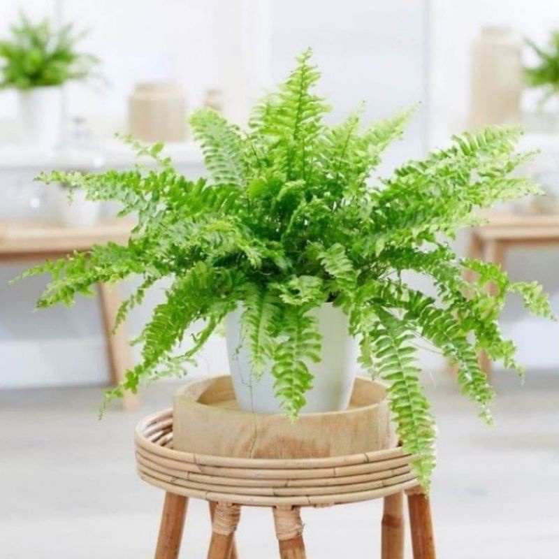 Jual Tanaman Hias Pakis Boston - Gantung - Bunga Hias Hidup | Shopee ...