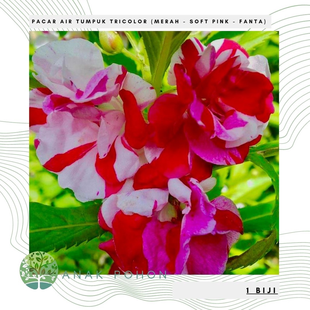 Jual Benih Bibit Biji - Pacar Air Tumpuk Tricolor MERAH - SOFT PINK ...