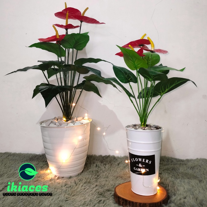 Jual BUNGA POT HIAS JUMBO BUNGA ANTHURIUM BUNGA JUMBO ANTHURIUM BUNGA ...