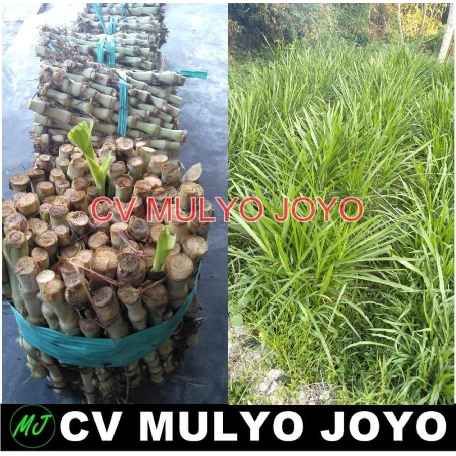 Jual Benih Bibit Rumput Odot Pakan Ternak Sapi Kemasan 500 batang ...