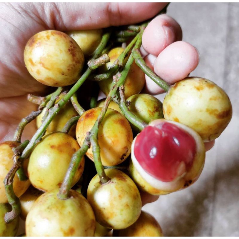 Jual Bibit Tanaman Kemundu I Menteng Berbuah Lebat Rasa Asam Manis ...