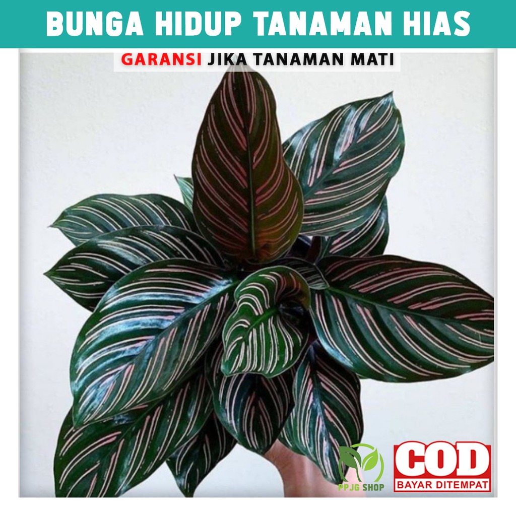 Jual Bunga Hidup Tanaman Hias Calathea Ornata Hiasan Taman Indoor ...