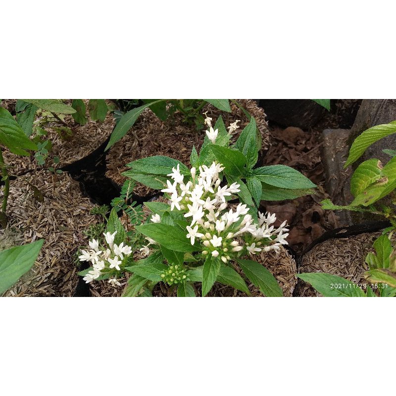 Jual Tanaman Hias Bunga Pentas - Egyptian Star Cluster - Pentas ...