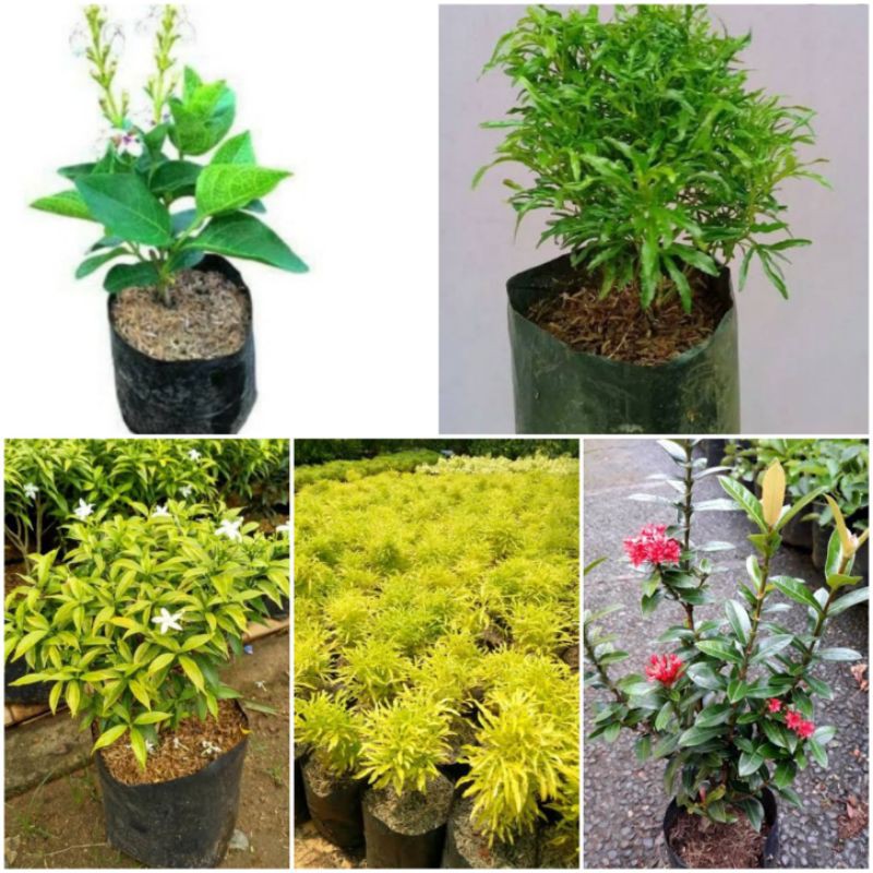 Jual paket tanaman hias list - paket 5 pohon tanaman hias | Shopee ...