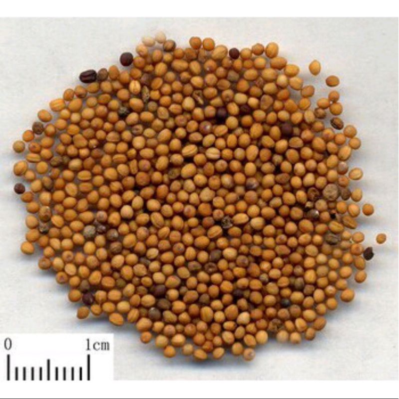 Jual 1 KG 1 KG 1000 G GR GRAM YELLOW MUSTARD SEED SEEDS BIJI SAWI ...