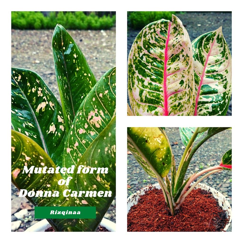 Jual Aglaonema / Aglonema Donna Carmen Mutated Form | Shopee Indonesia