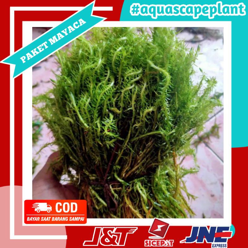 Jual [ Paket 50 Batang ] Tanaman aquascape Mayaka green | Tanaman Air ...