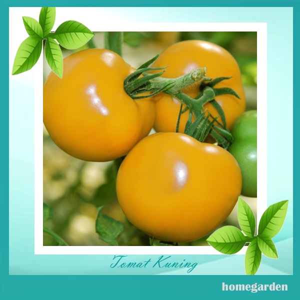 Jual Benih Tomat Kuning Besar Bibit Tomat Kuning Bibit Tomat Super ...