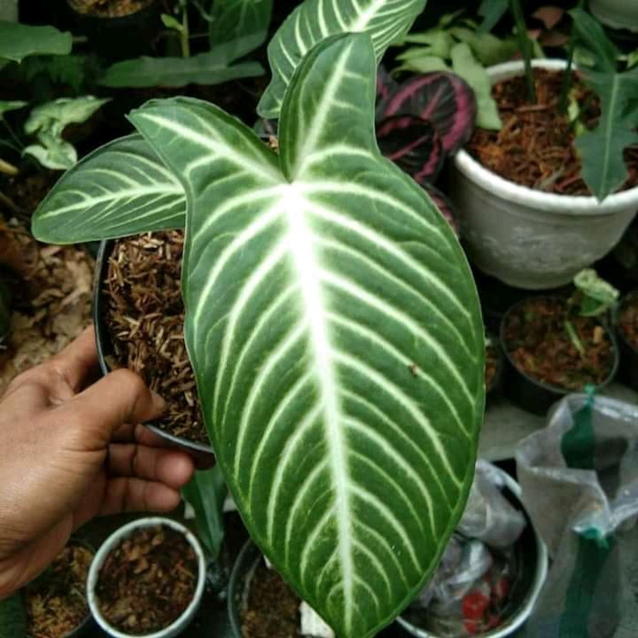 Jual tanaman hias keladi anthasoma - keladi zebra - tanaman koleksi ...