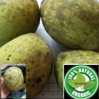 Jual Buah Bacang Terlengkap & Harga Terbaru Desember 2025 | Shopee ...