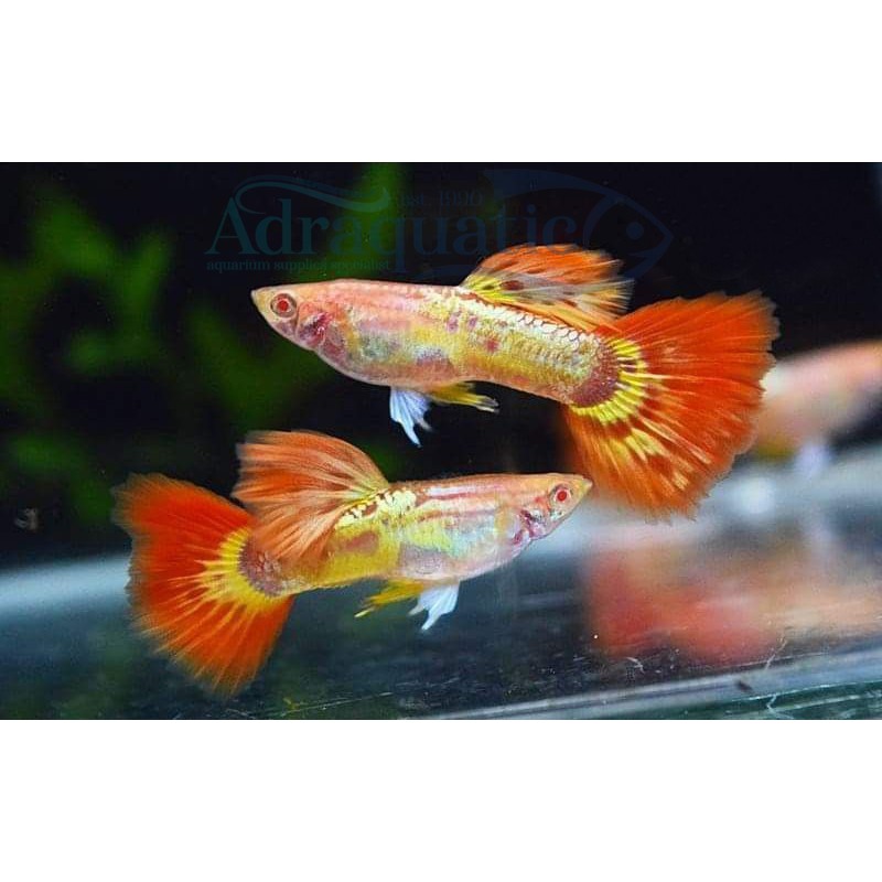 Jual (INSTANT BANDUNG) IKAN HIAS GUPPY PHOENIX AIR TAWAR AQUARIUM | Shopee Indonesia