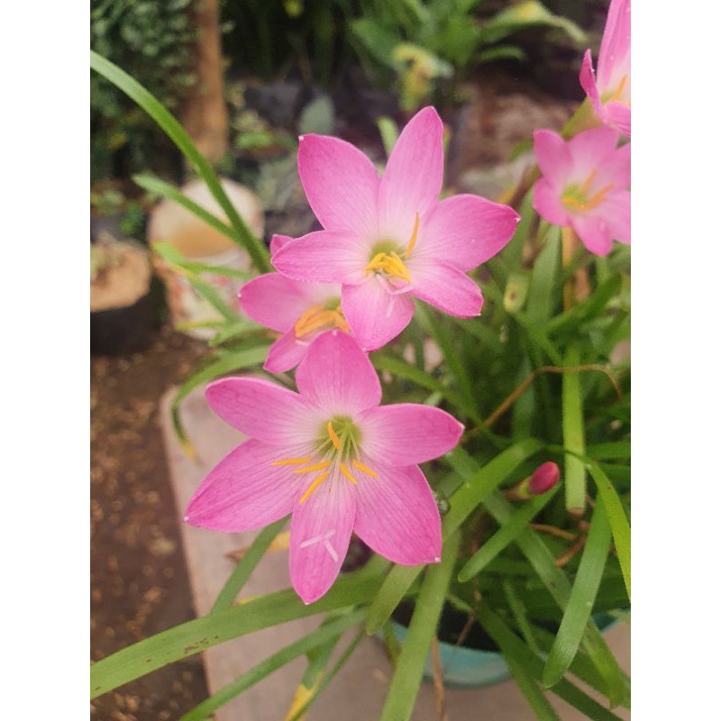 Jual Tanaman hias bunga rain lily | Shopee Indonesia