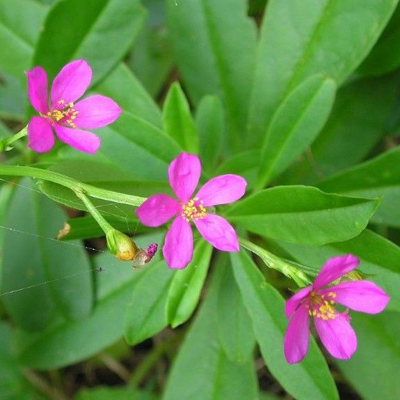 Jual tanaman gingseng jawa | Shopee Indonesia